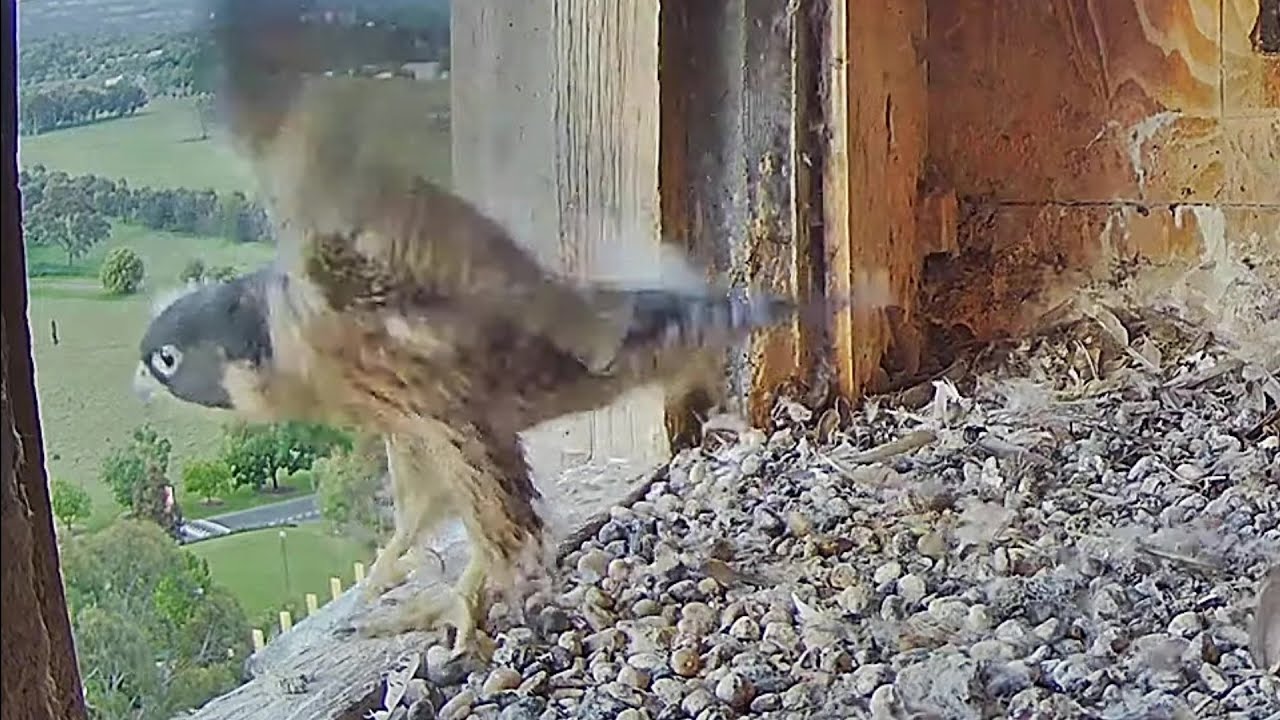 FalconCam Orange CSU Sweet Yurruga Fledged Fly High Little One And Safe FalconCam Orange CSU Sweet Yurruga Fledged Fly High Little One And Safe