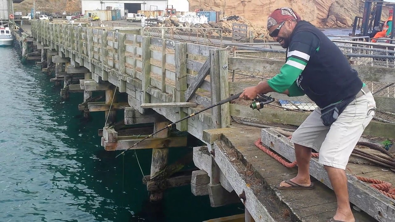 Waitangi wharf fishing - YouTube