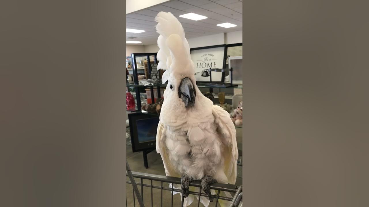 Cockatoo Shopatoo - Benji has a lot to say about the checkout process, and getting his stick ...