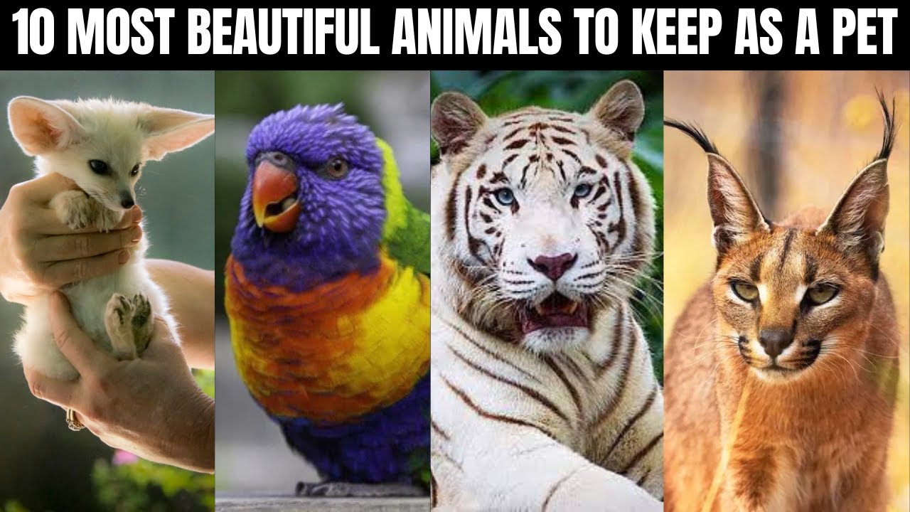 10 Most Beautiful Animals to Keep as a Pet - YouTube