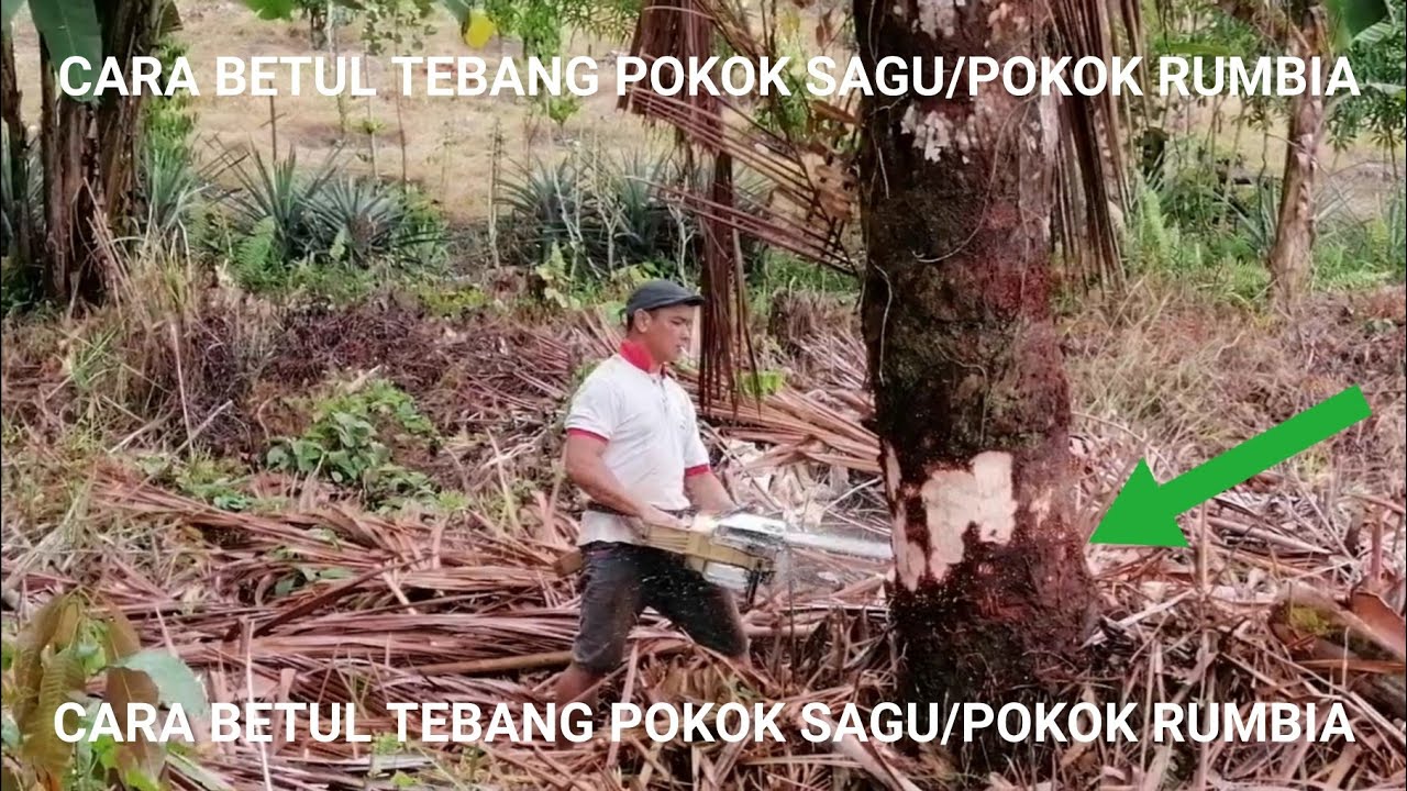 CARA BETUL TEBANG POKOK SAGU/POKOK RUMBIA - YouTube