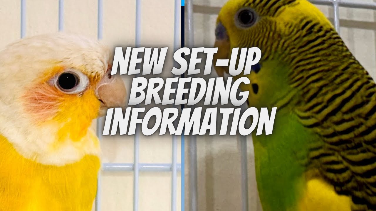My New Pairs Information and Set Up - YouTube
