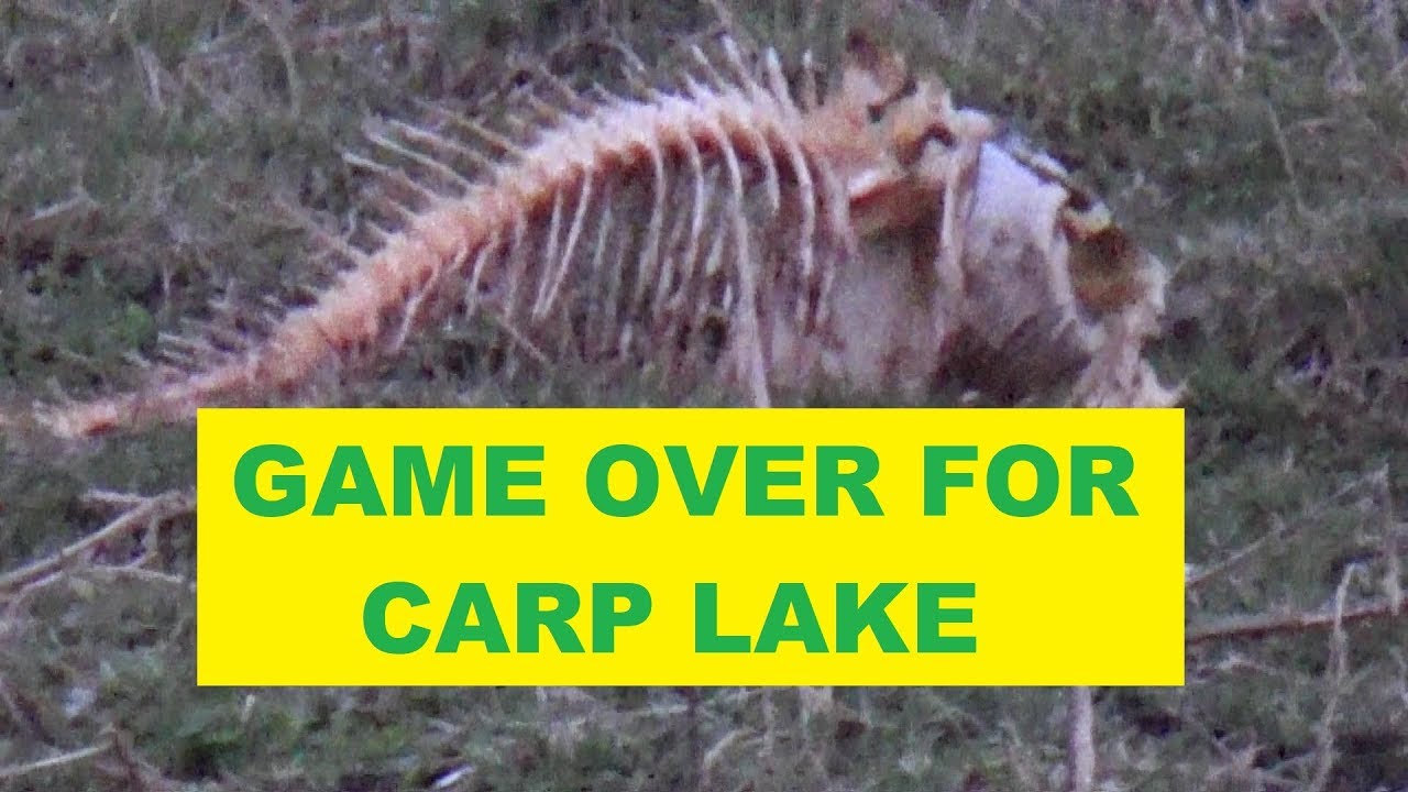 Predators Kill Carp - YouTube