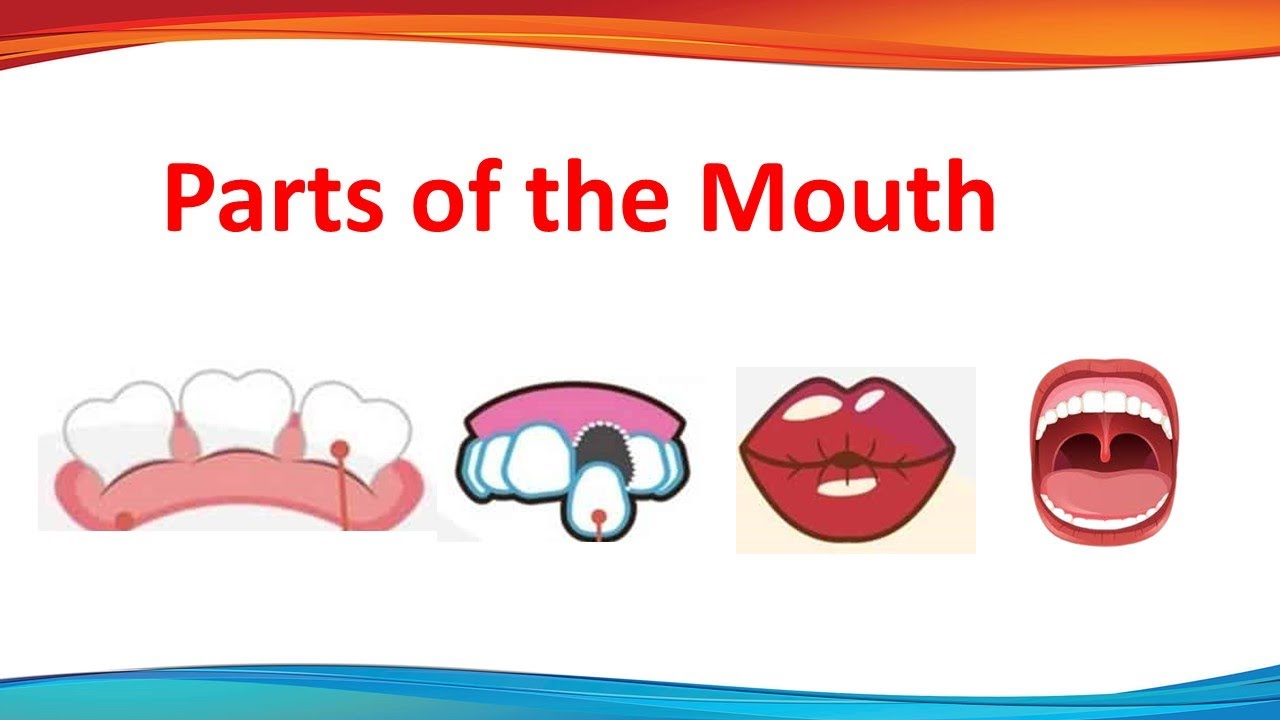 PARTS of the Mouth - English for kids | Mouth Parts Names | Read and ...