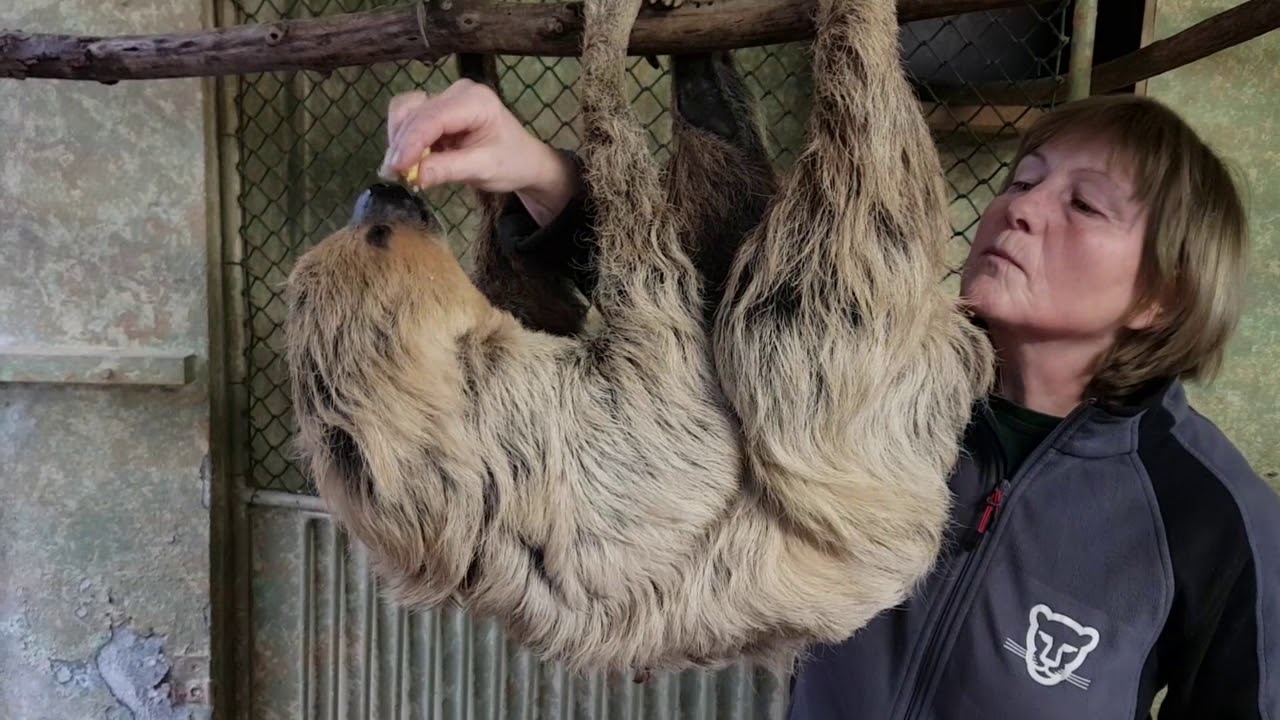 Worlds Oldest Sloth Sets Guinness World Record - YouTube