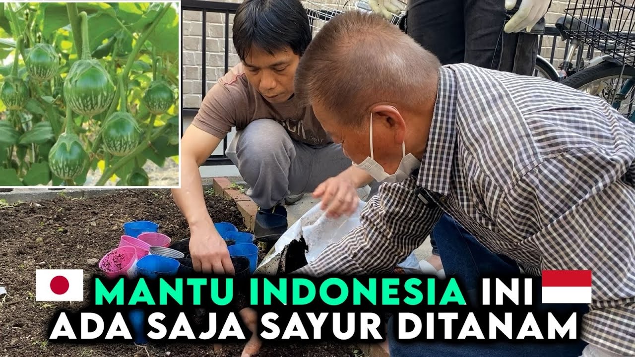 AJAK MERTUA JEPANG TANAM BIBIT TERONG IJO - YouTube