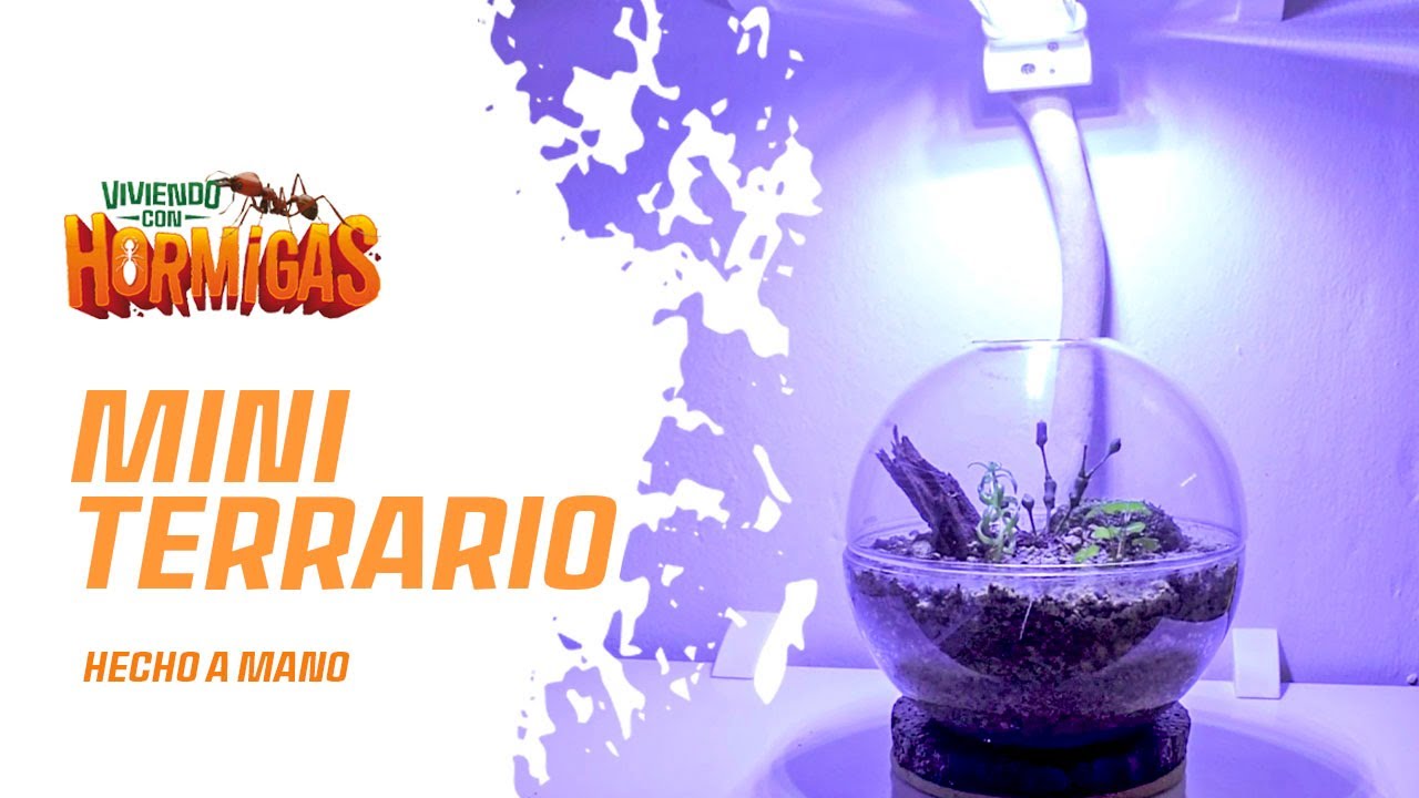 Crear un Mini Terrario para Hormigas - YouTube