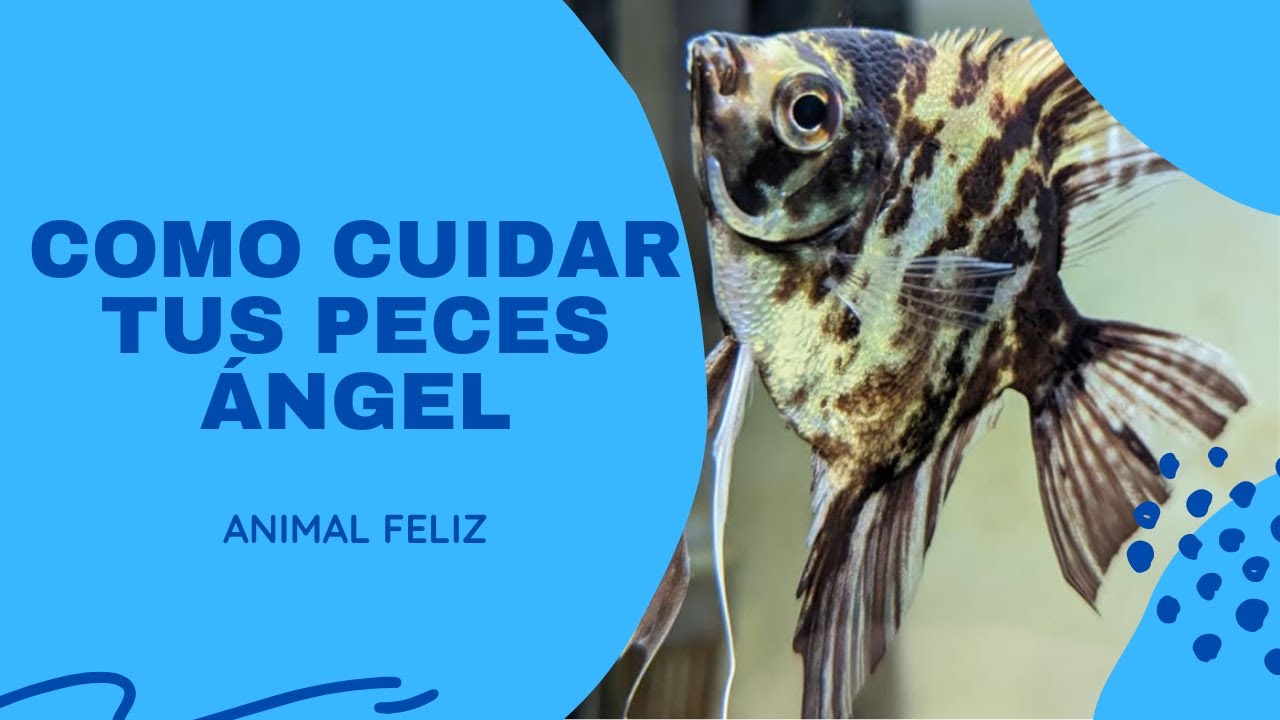️ COMO CUIDAR PEZ ÁNGEL GUÍA PASO A PASO PARA SABER TODO SOBRE EL ...