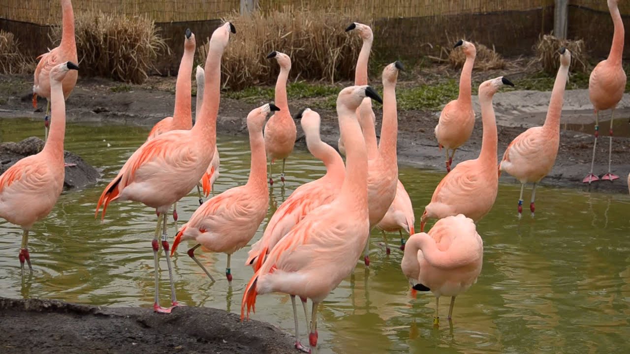 Head Turning Flamingos - YouTube