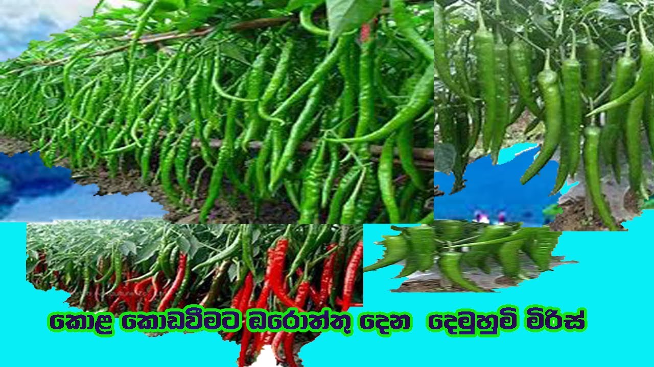 MICH HY 1 කොළ කොඩ වීමට ඔරොත්තු දෙන මිරිස් ප්‍රභේදය Chlli new variety ...