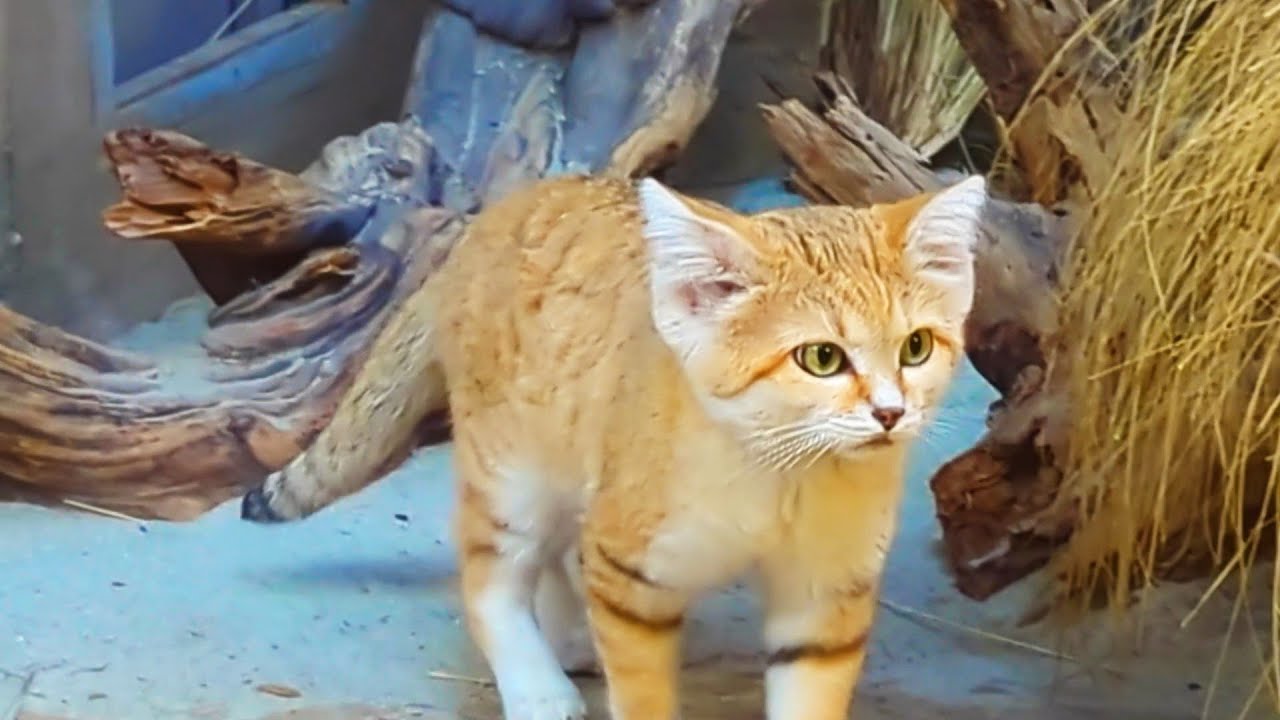 Wild Sand Cat feeding in San Diego Zoo Safari Park - YouTube