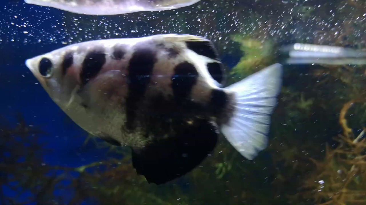 Toxotes blythii clouded freshwater archerfish - YouTube