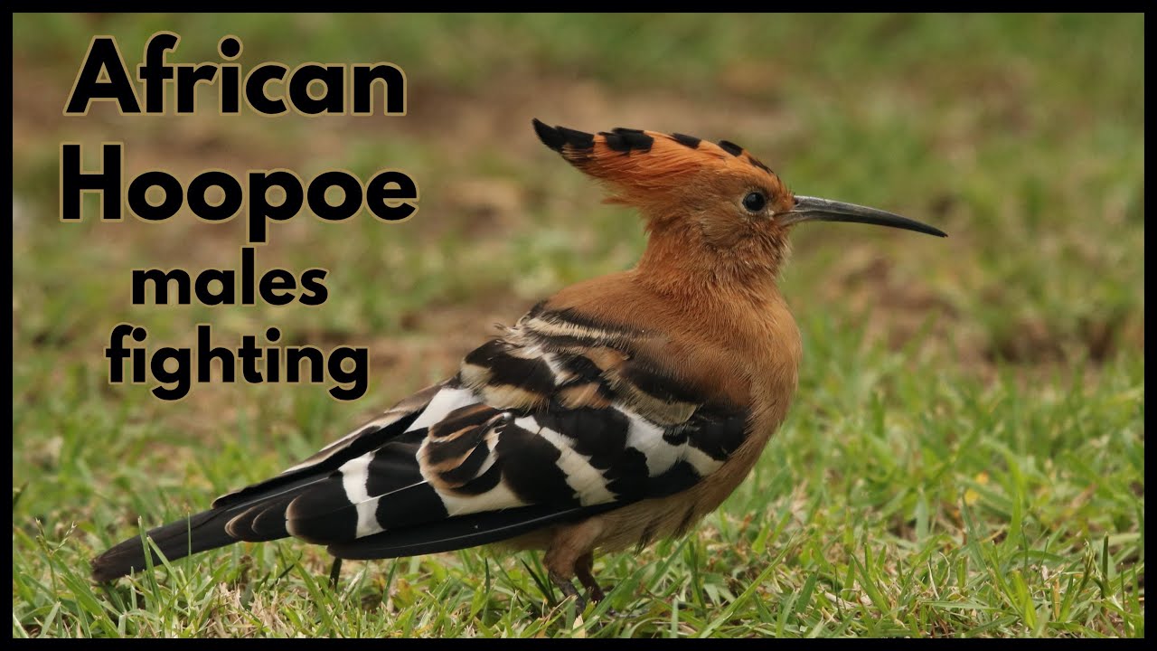 AFRICAN HOOPOE males fighting - Interesting bird behaviour - YouTube
