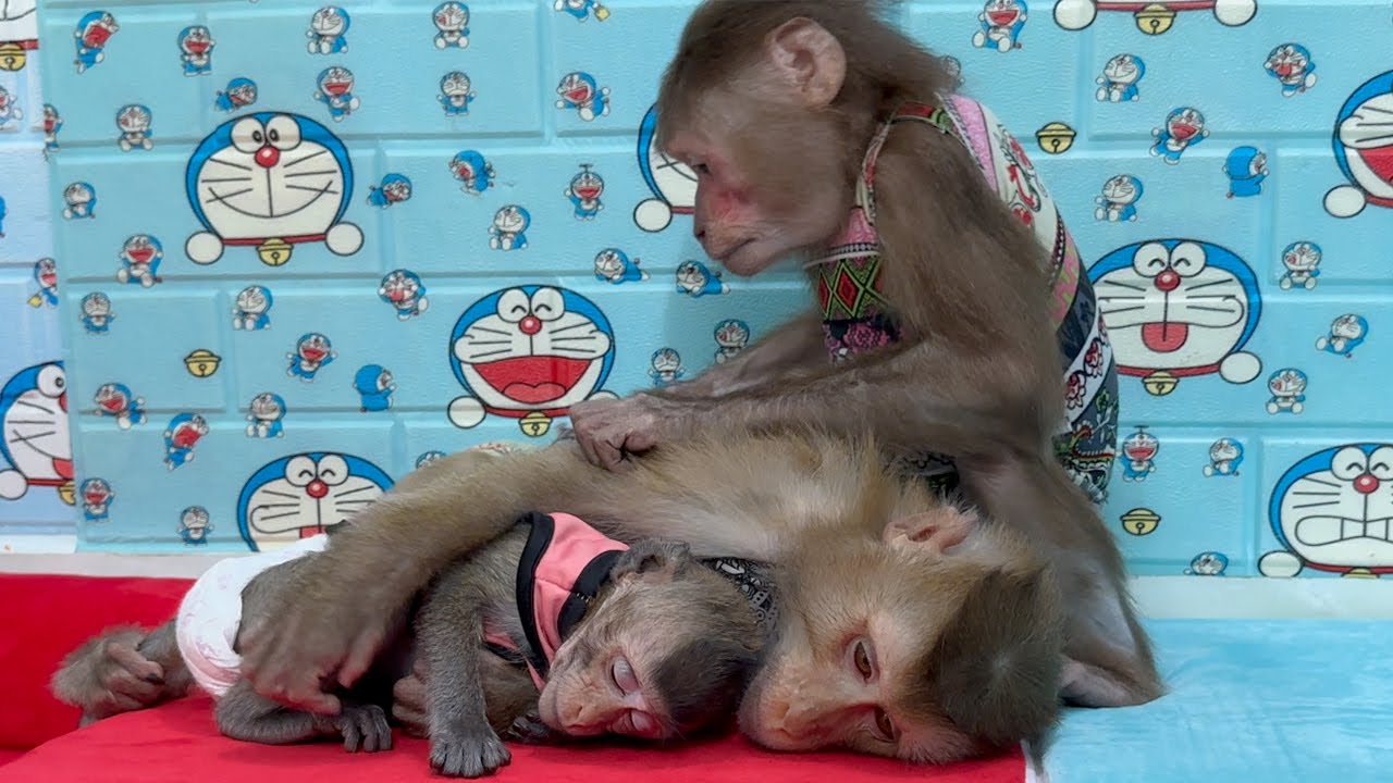 Sleep Together Family Monkey baby Bob - YouTube
