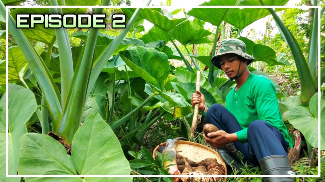 Harvesting Tropical YAM *Karlang* after Typhoon Odette | The Sailing ...