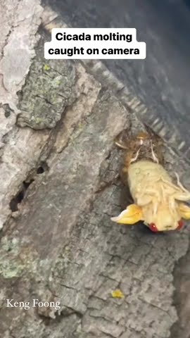 Time-lapse of molting cicada caught on camera in Chicago suburbs - YouTube