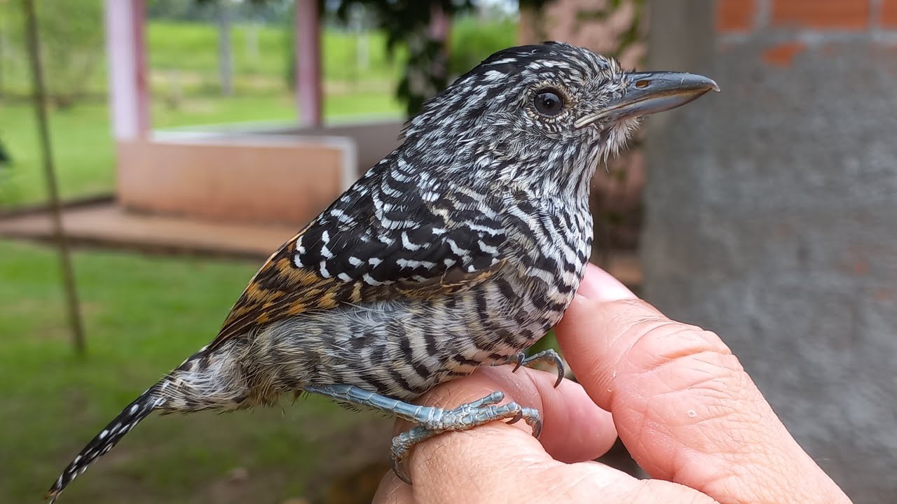 Filhote de choca-barrada #aves #filhotes - YouTube