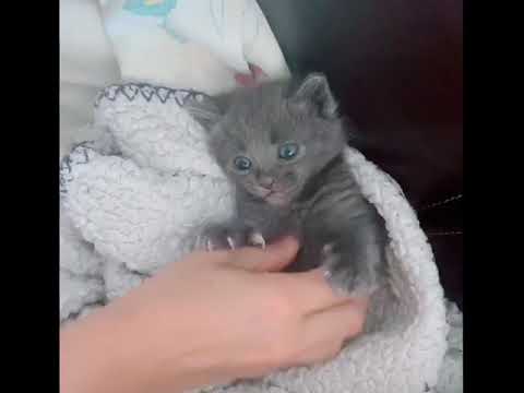 El gato más mono del mundo / cuttest cat ever - YouTube