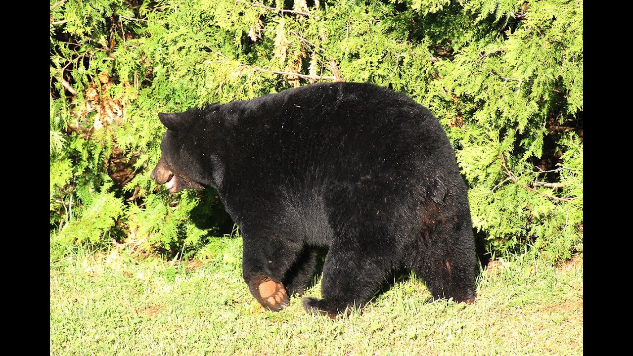 Bear Stomping - YouTube