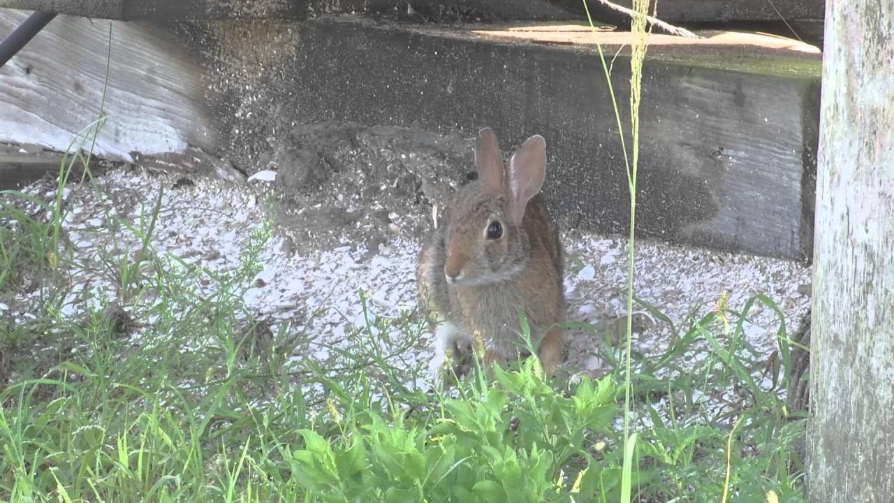 Ole Red Rabbit - YouTube