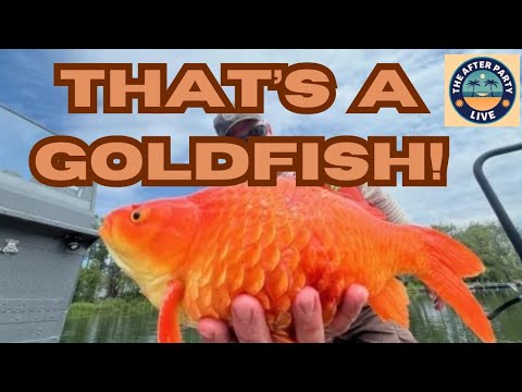 Massive Goldfish Pulled from Pennsylvania Waterway, Ancient Roman Villa ...