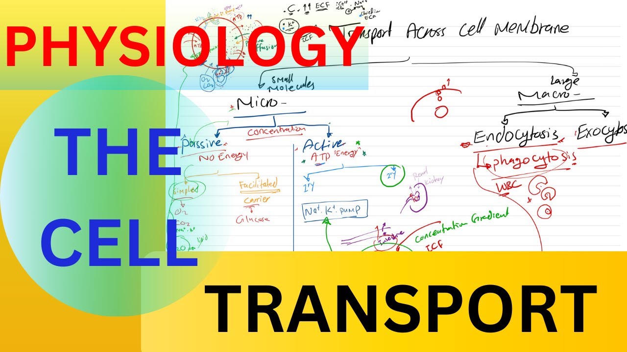 1.2 Transport Across Cell Membrane/ General Physiology - YouTube