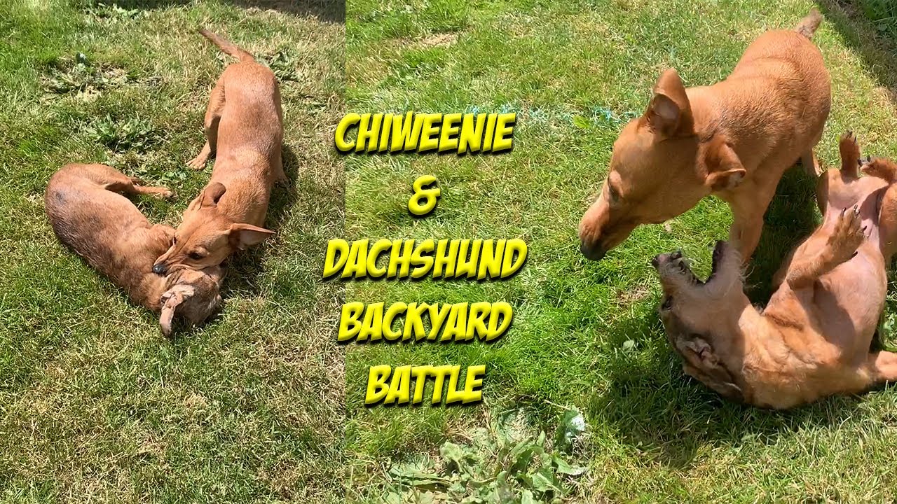 Chiweenie & Dachshund Backyard Battle - YouTube