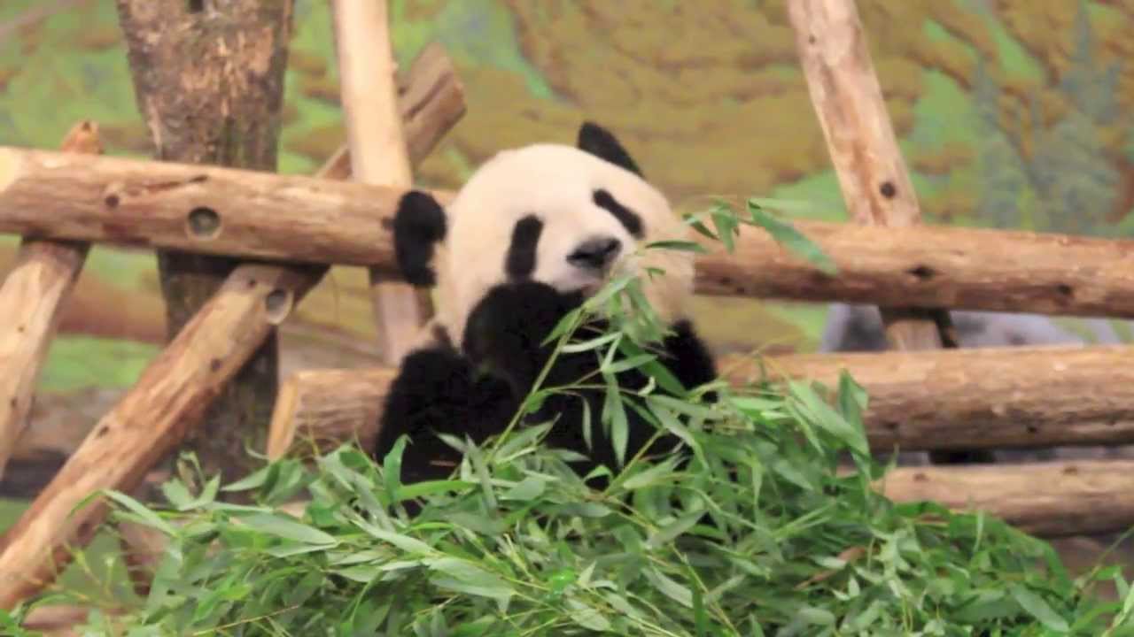 Panda Bamboo Breakfast at the Toronto Zoo - YouTube