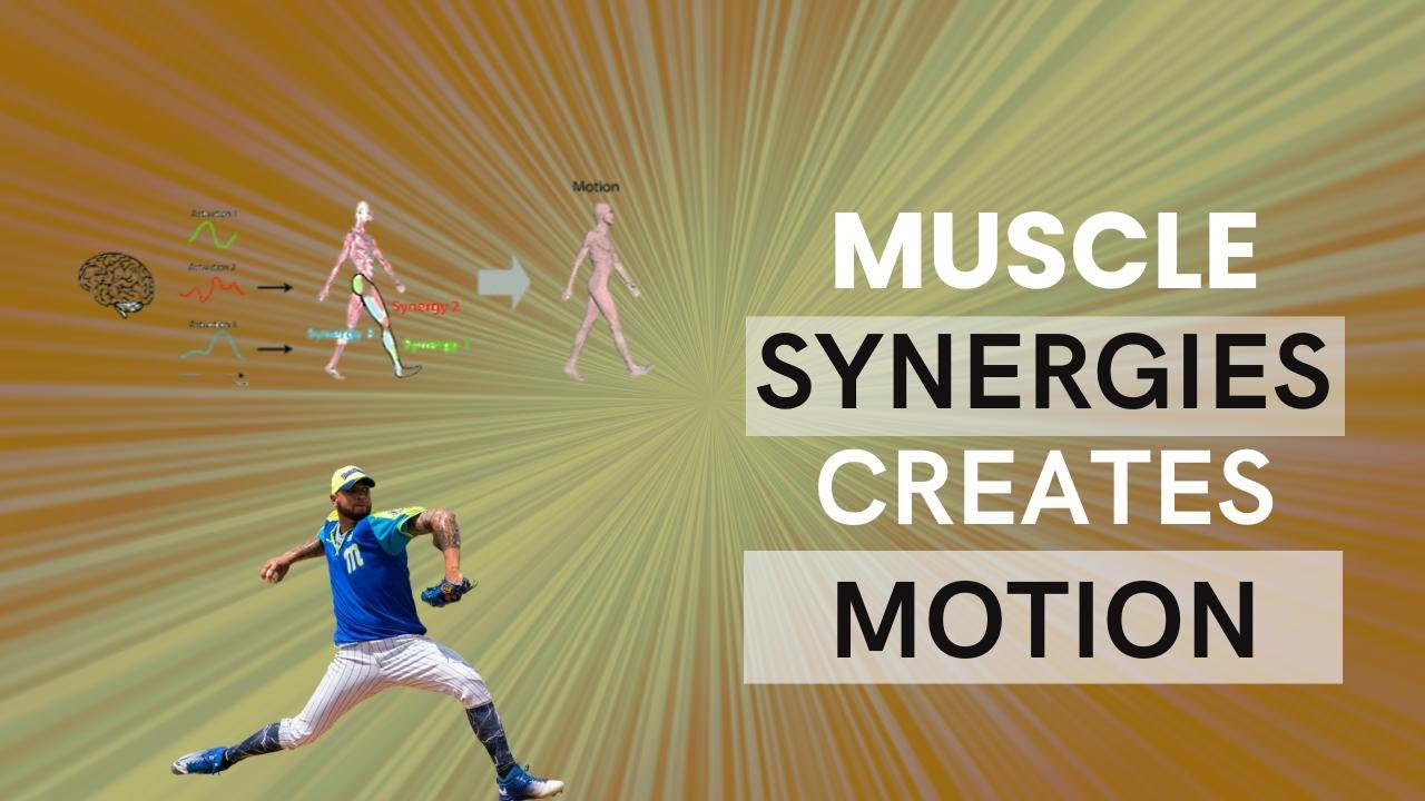 Explain the shoulder: Muscle synergies - YouTube