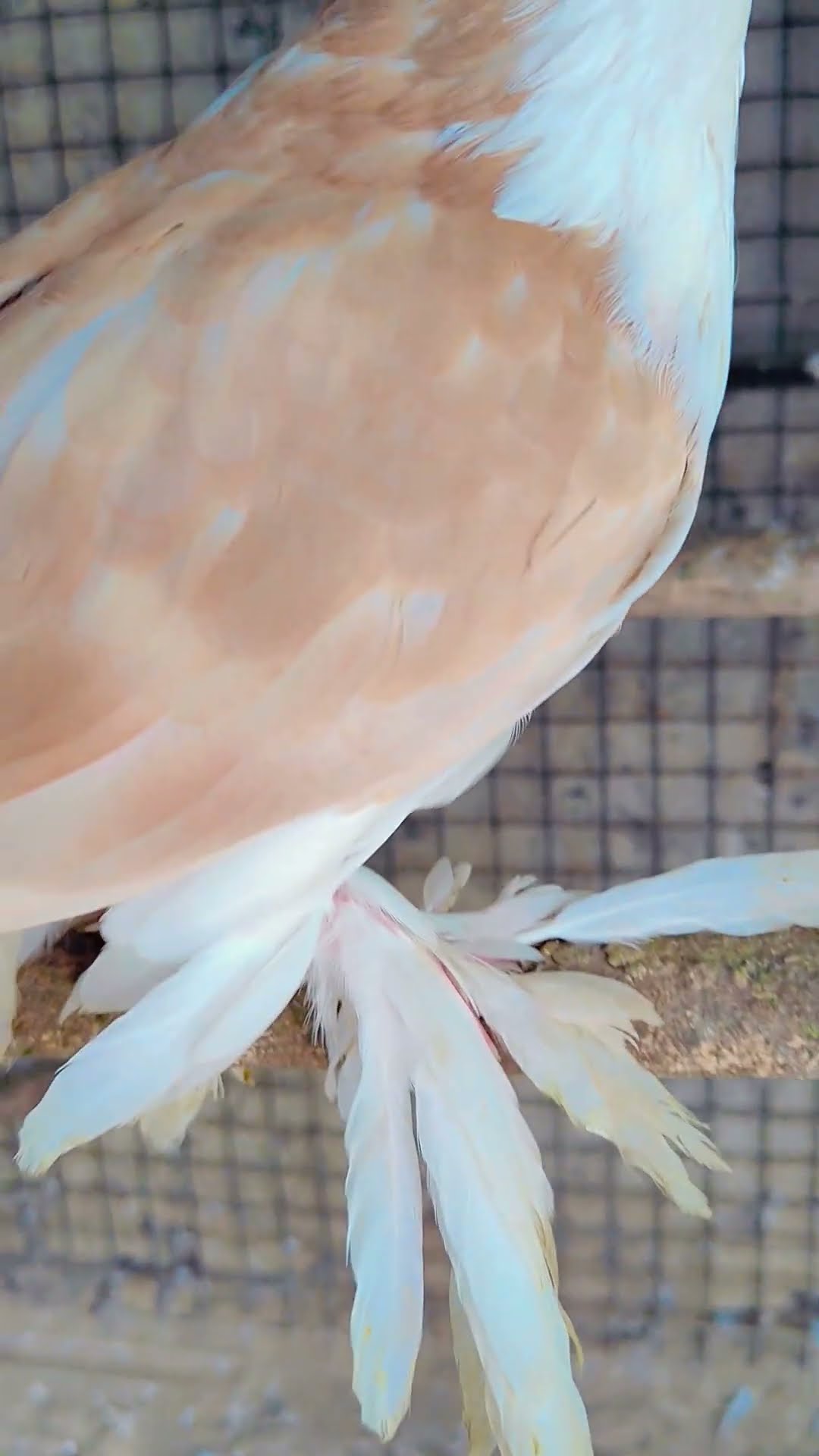 #european siraji #pigeon #like #subscribe #viral #foryourpage #foryou # ...