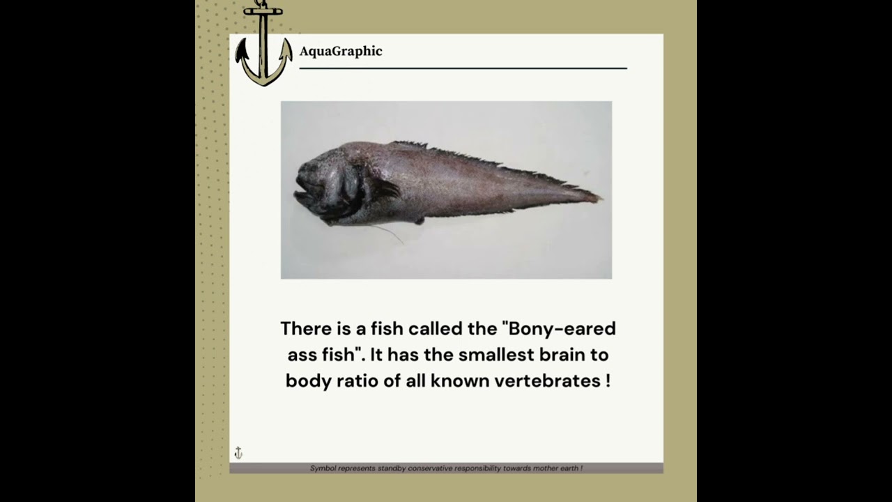 Bony-eared-ass-fish | aquagraphic - YouTube