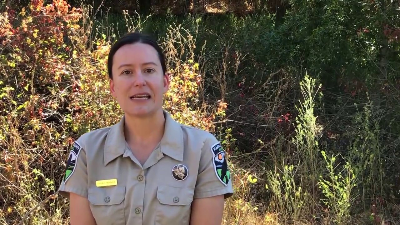 Sheep in King Mountain - Sarah Minnick - YouTube