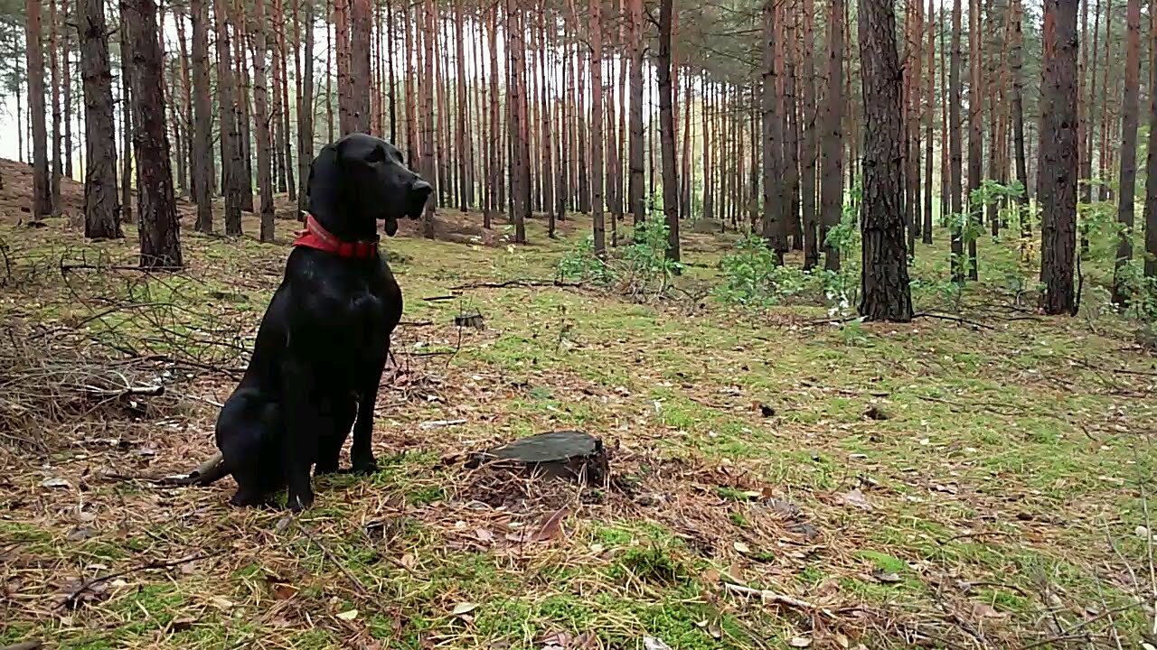 German Shorthaired Pointer OFF-ROAD OUTDOOR - YouTube