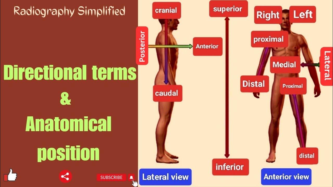 Anatomical Position & Directional Terms -Anatomy & Physiology - Radiographic Positioning ...