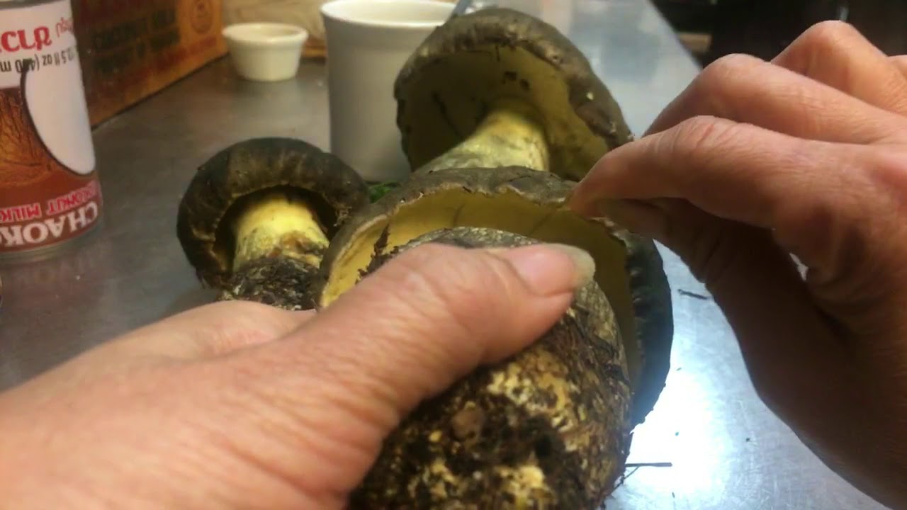 False Bolete เห็ดตับเต่าพิษ - YouTube