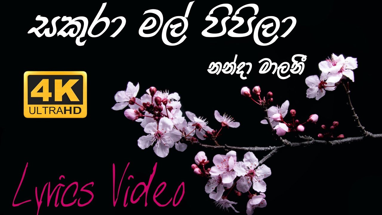 Sakura Mal Pipila | Nanda Malani | Lyrics Video - 4K - YouTube