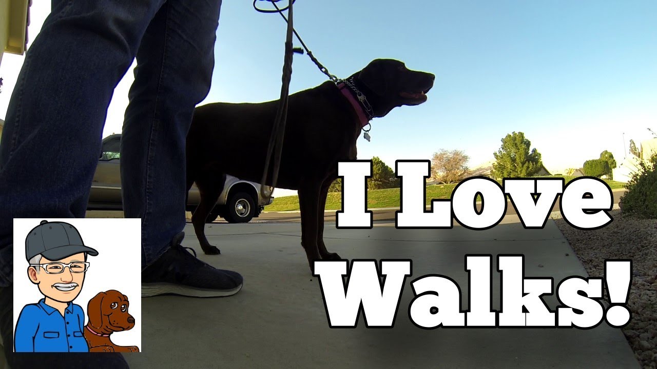 Walking Your Chocolate Lab, Chocolate Lab Daily - YouTube