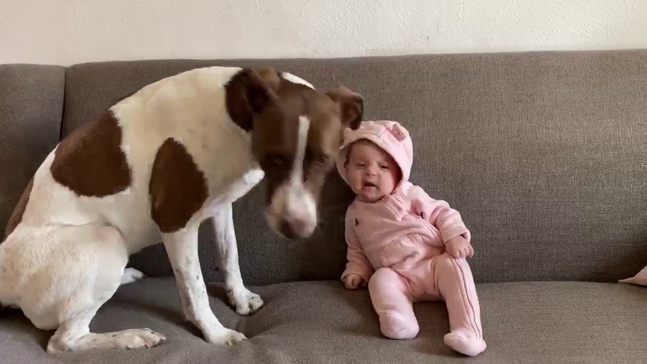 FAIL when dog is left to watch over baby - YouTube