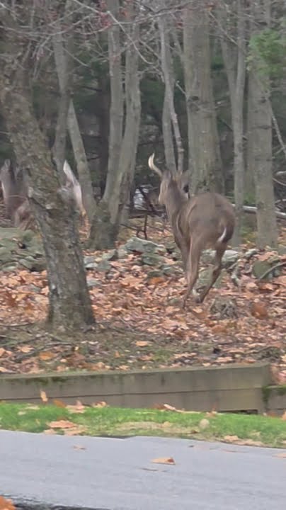 buck chasing doe - YouTube