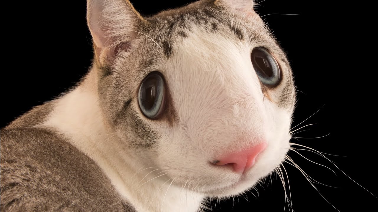 Editing this cat is hilarious 😂 - YouTube