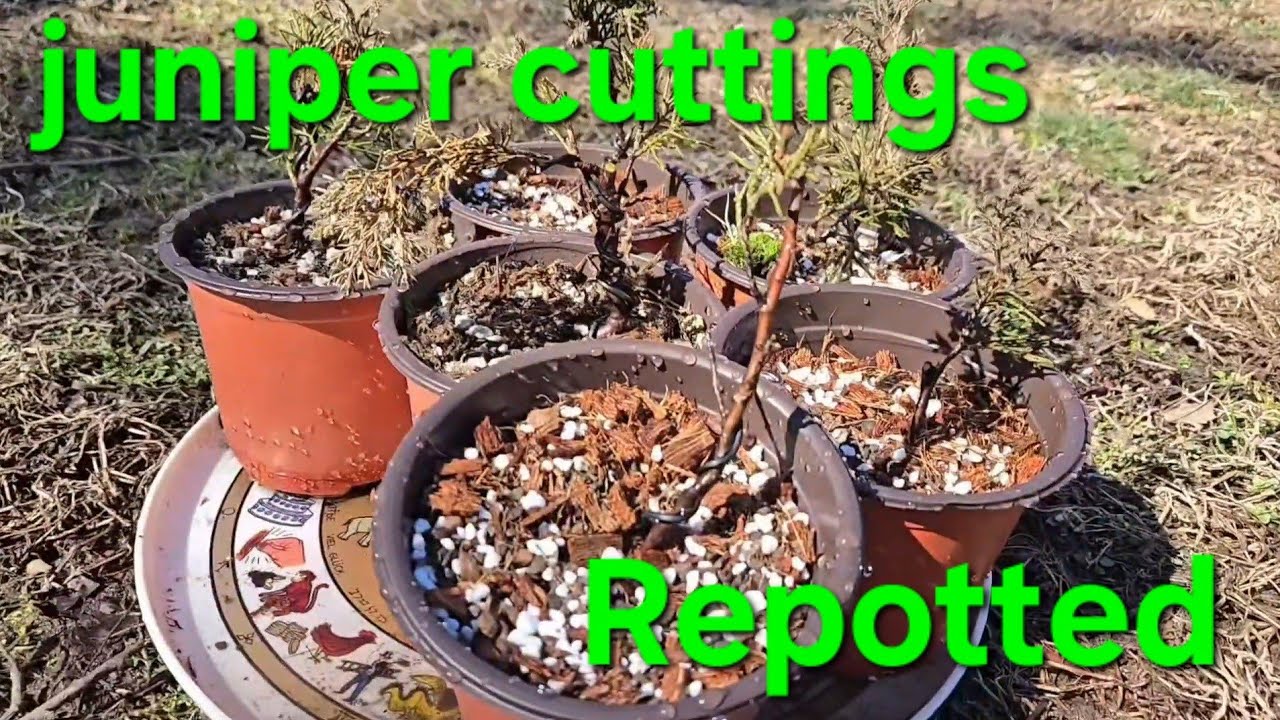 Itoigawa Juniper cuttings - YouTube