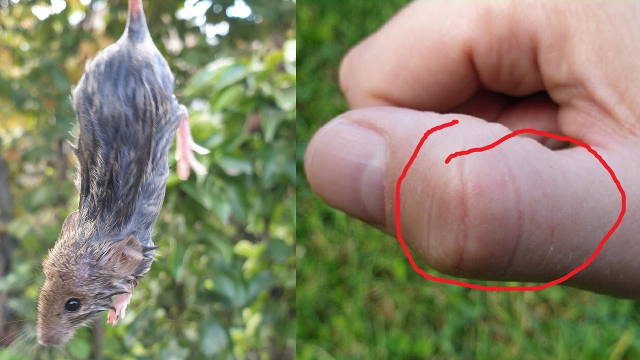 little mouse bite me - house mouse - Mus musculus - YouTube
