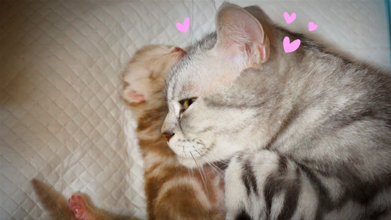 아기를 꼭 끌어 안아주는 고양이 Cat mom hugs baby kitten 子猫を愛深く抱いてくれる猫[SURI&NOEL ...