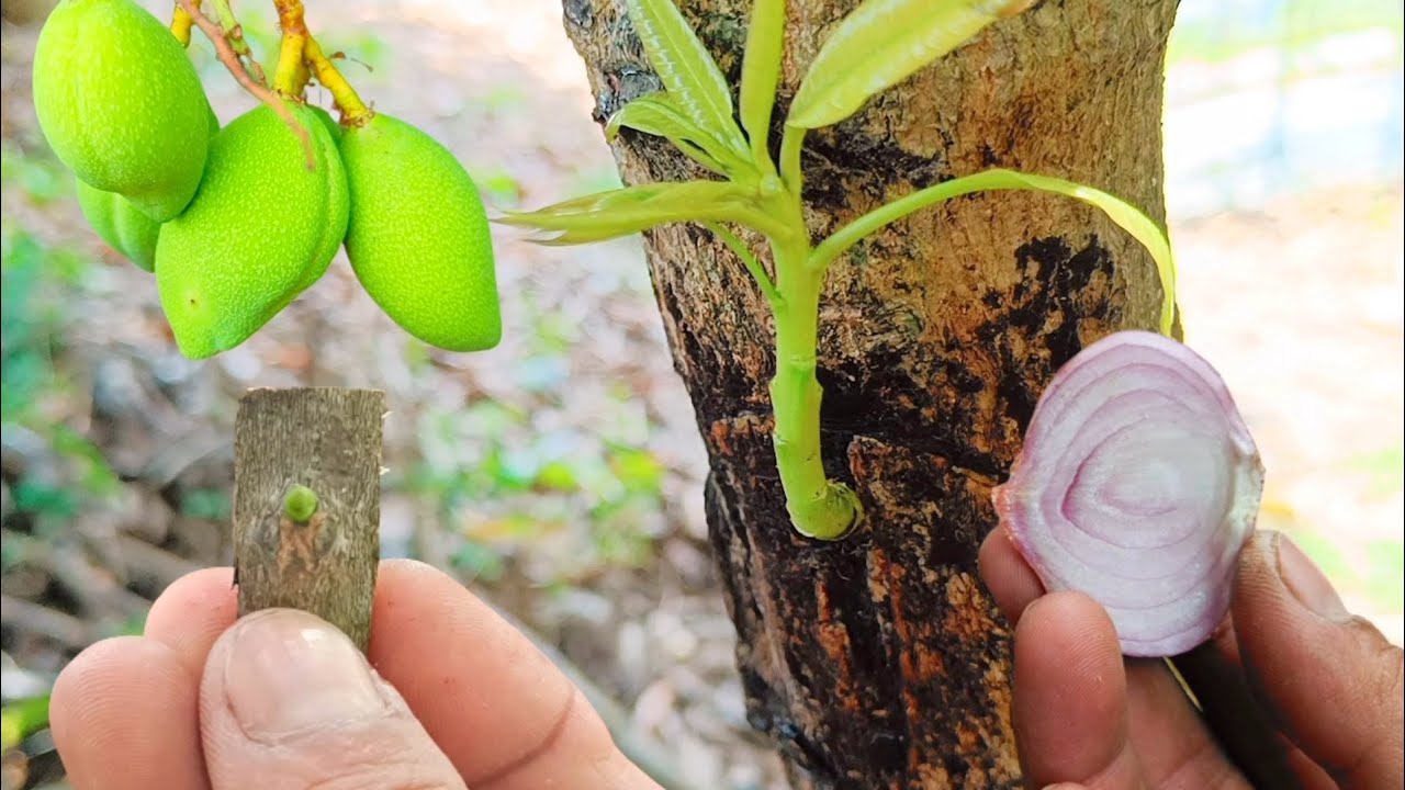 Graft results, mango bud grafting with onion 100% success | Mango v ...