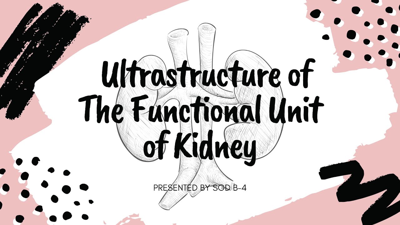 Ultrastructure of The Functional Unit of Kidney - YouTube