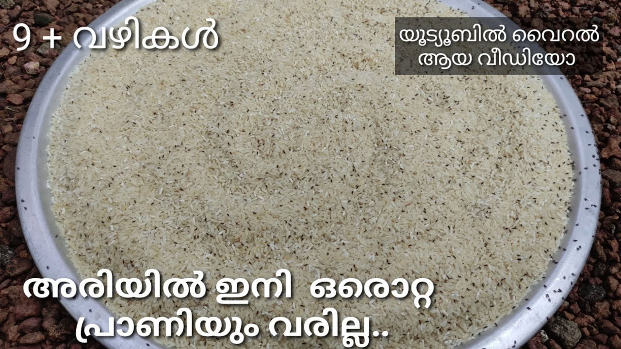 അരിയിലെ പ്രാണികൾക്ക് വിട ||How to get rid of rice bugs|rice weevils ...