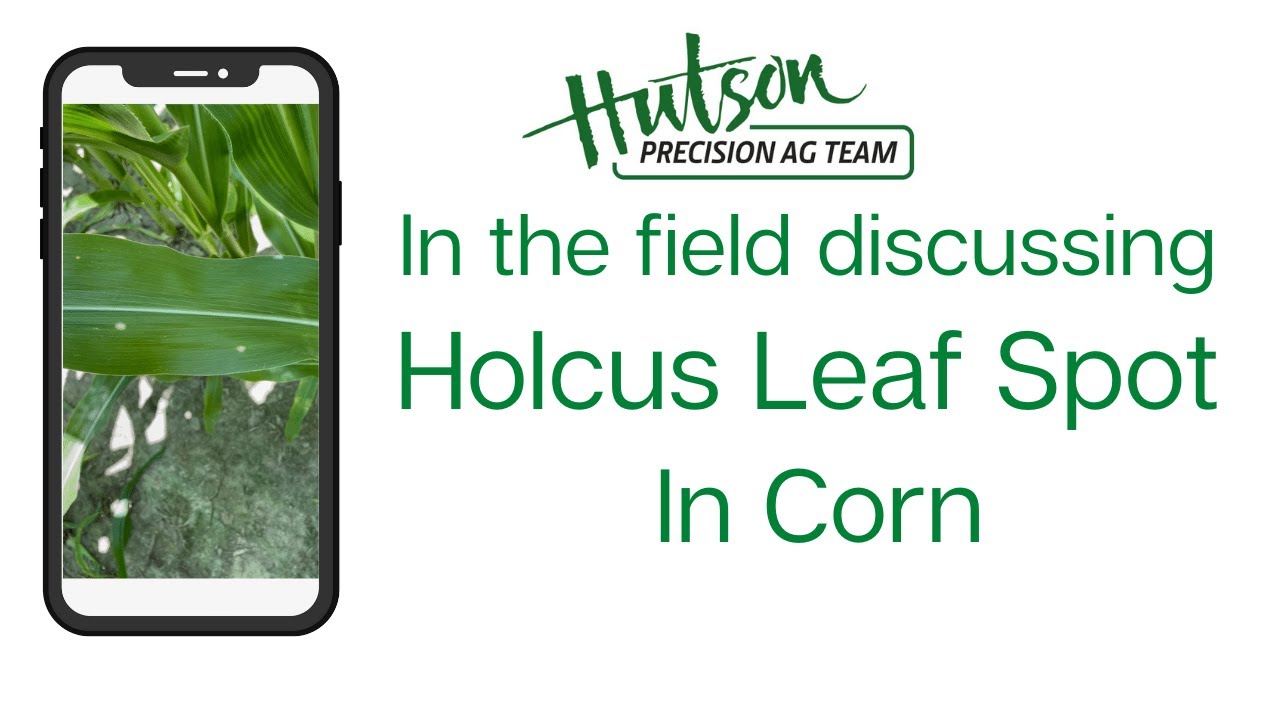 Holcus Leaf Spot In Corn - YouTube