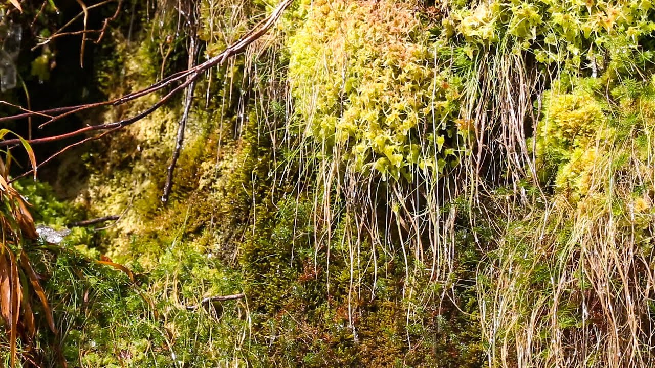 Water Dripping From Grass In A Forest | (Full HD) - YouTube