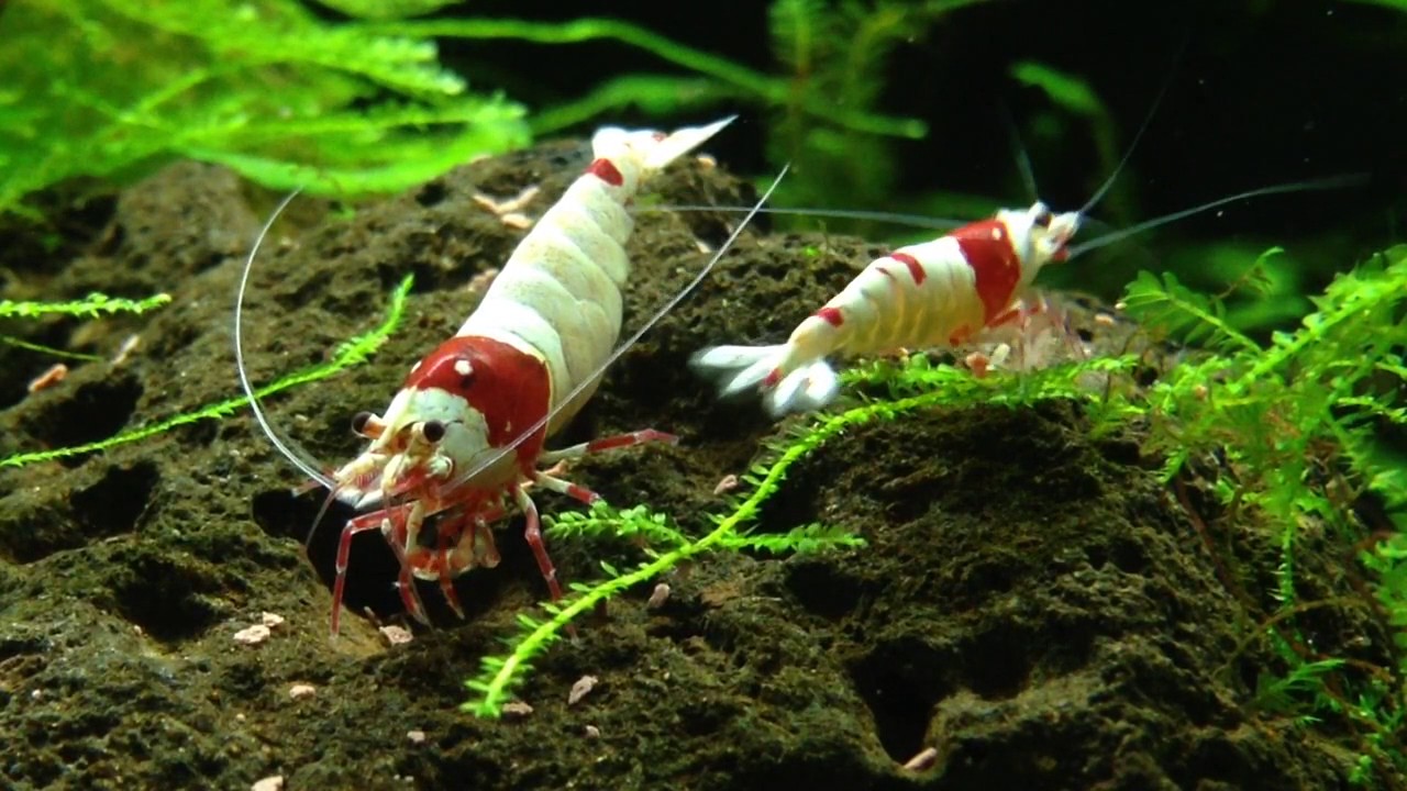 PRL shrimp - YouTube