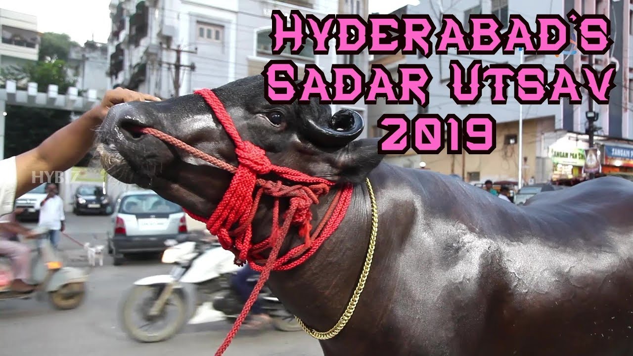 Sadar Utsav | Hyderabad's Buffalo Festival - YouTube